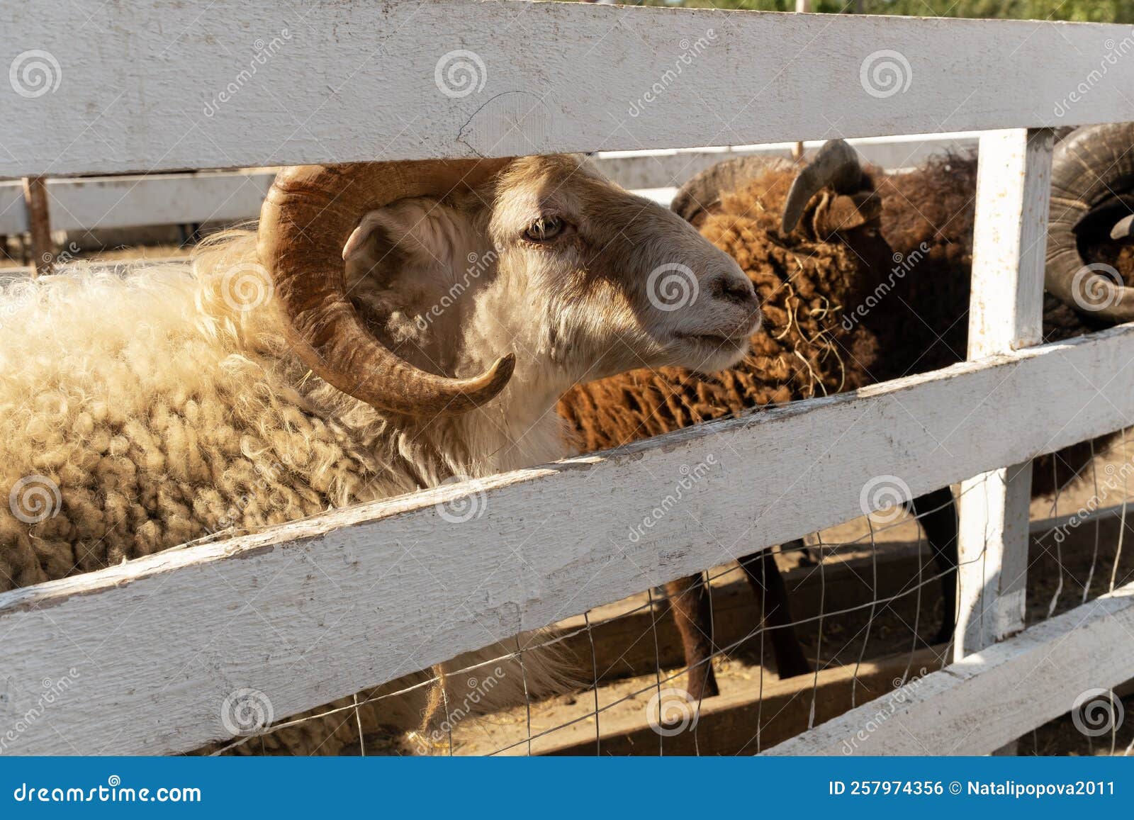 Close-up of a Male Ram on a Farm Stock Photo - Image of fence ...