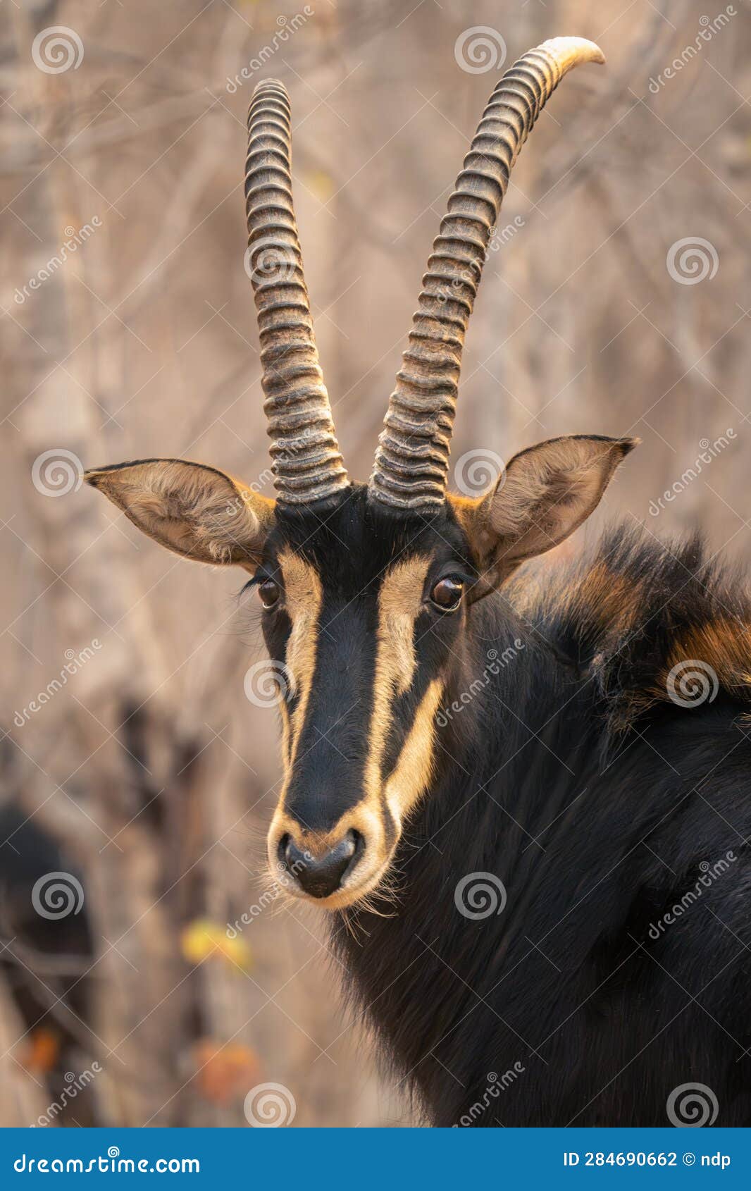 Close-up of Male Sable Antelope Watching Camera Stock Photo - Image of ...