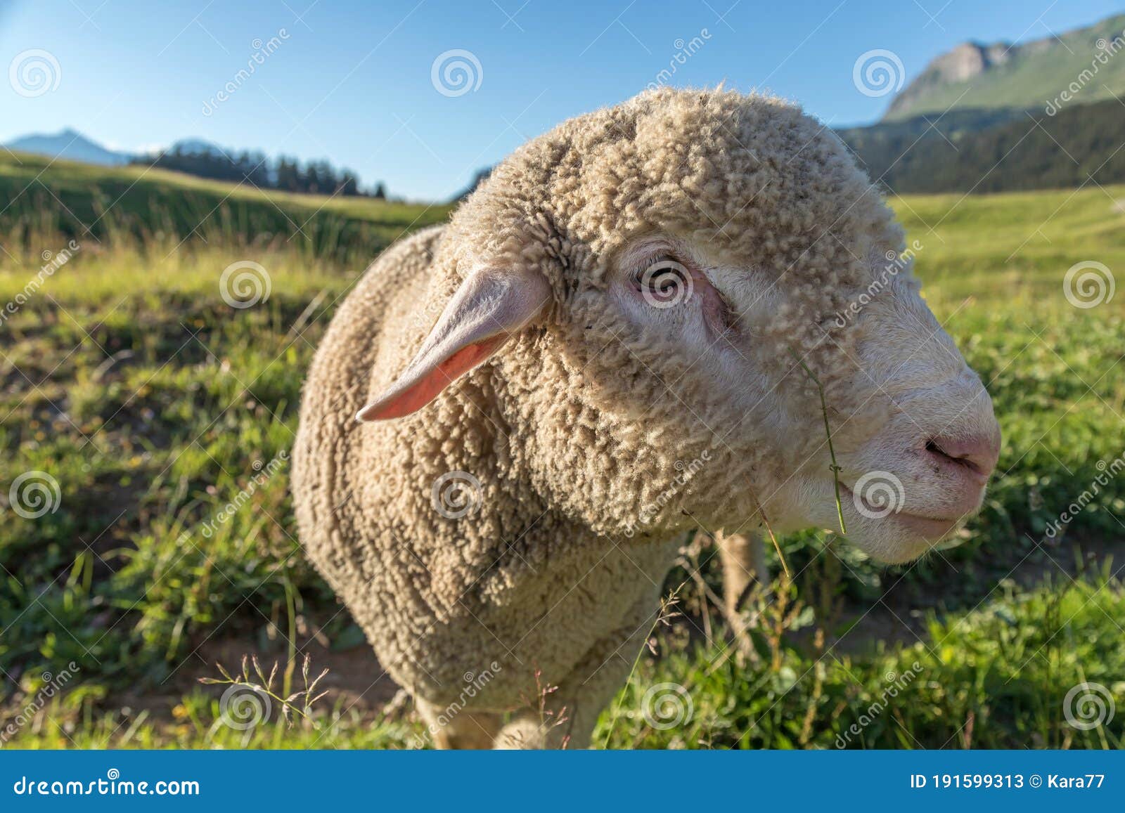 Sheep_face Royalty-Free Stock Photography | CartoonDealer.com #191599313