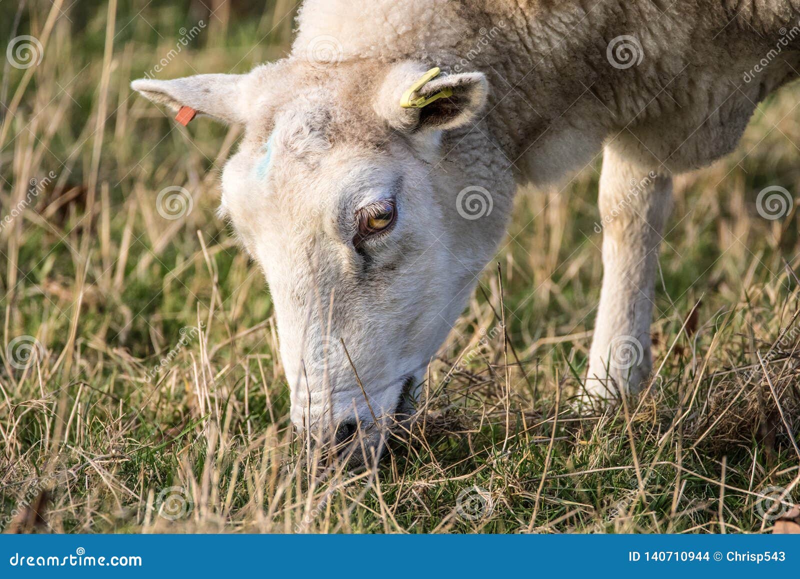 Close Up of a Male Sheep or Ram Grazing Stock Photo - Image of food ...