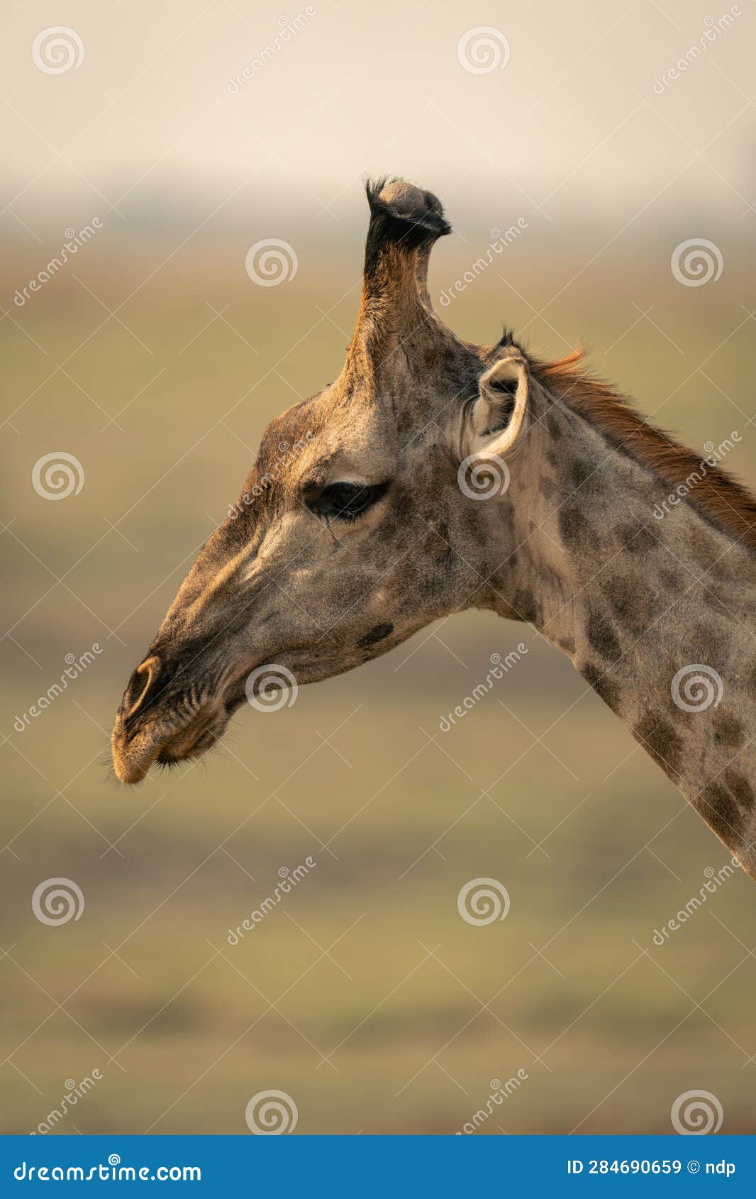 Close-up of Male Southern Giraffe Looking Down Stock Image - Image of ...