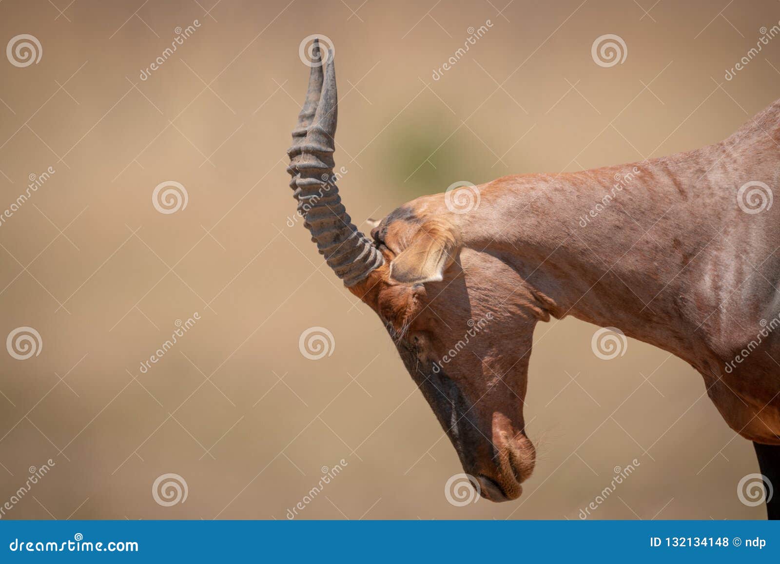 Close-up of Male Topi Lowering Head Down Stock Photo - Image of ...