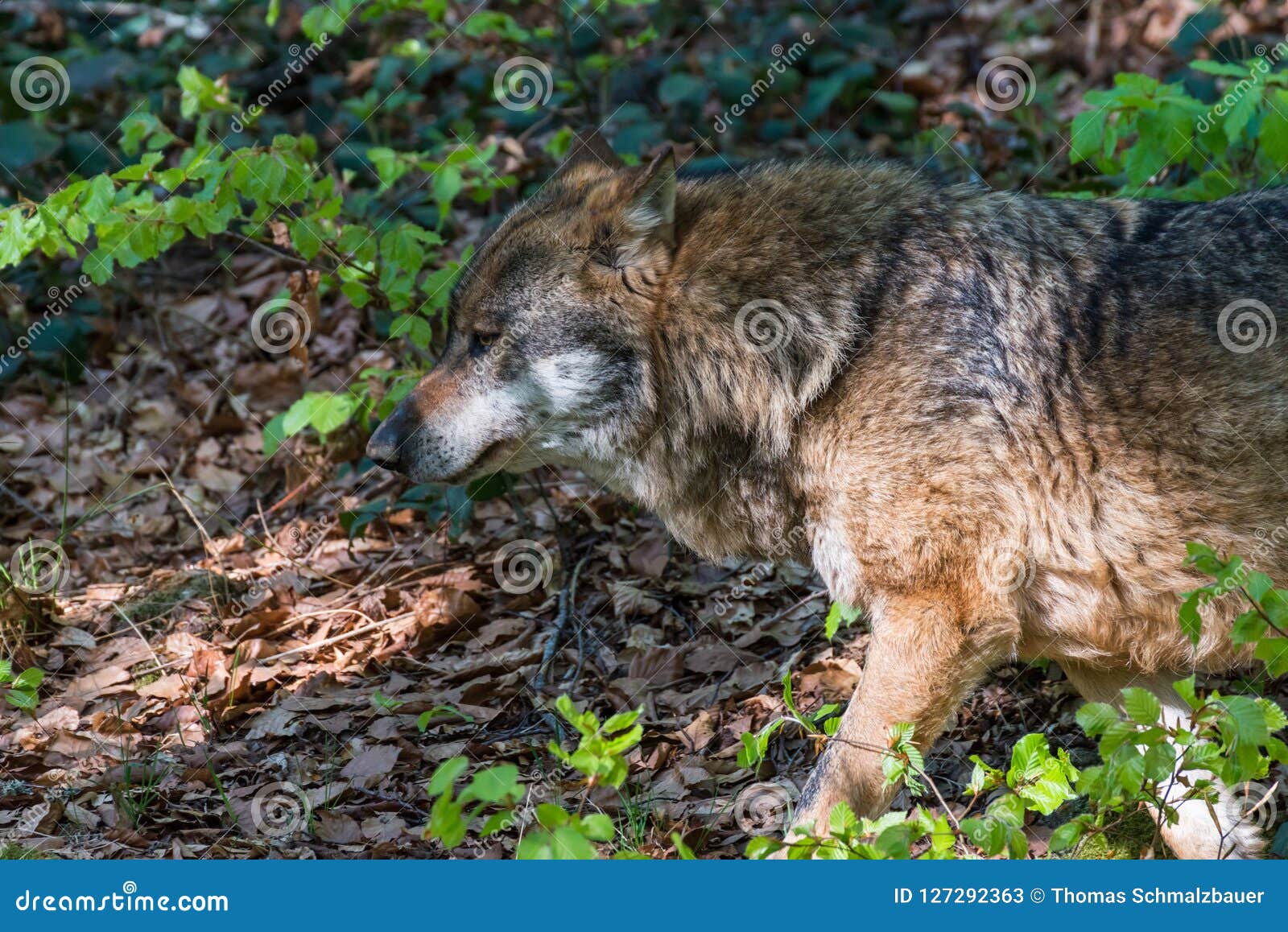 Close-up of a Male Wolf in Its Territory, Germany Stock Image - Image ...