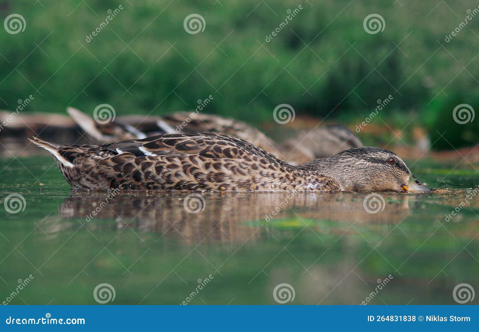 Close Up of Mallard Duck Drinking Water Stock Photo - Image of animal ...