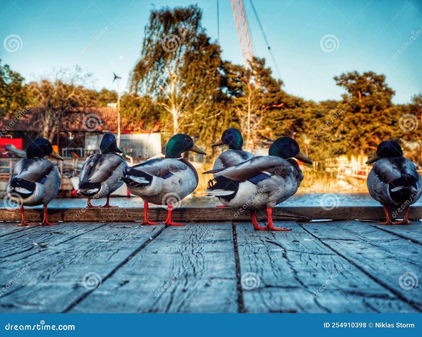 Close Up of Mallards Duck on Bridge Stock Photo - Image of goose, bird ...