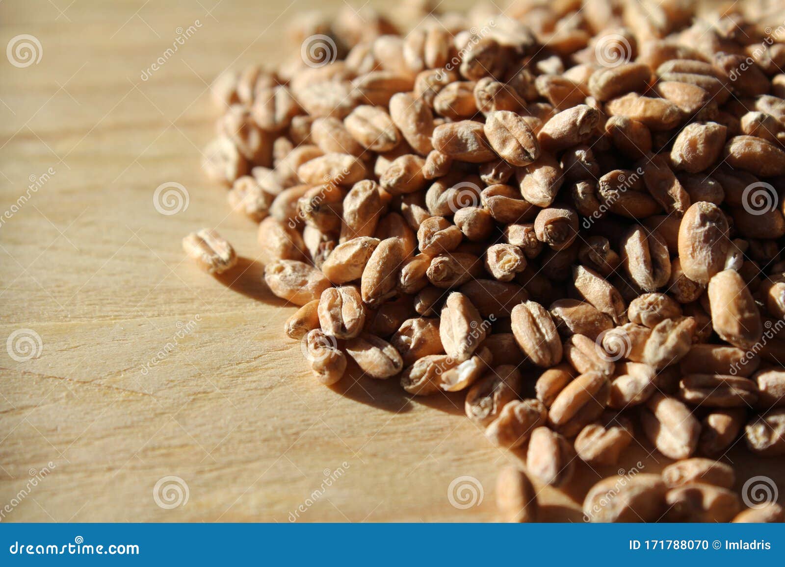 Close Up of Malted Wheat Grains on a Wooden Table Stock Photo - Image ...