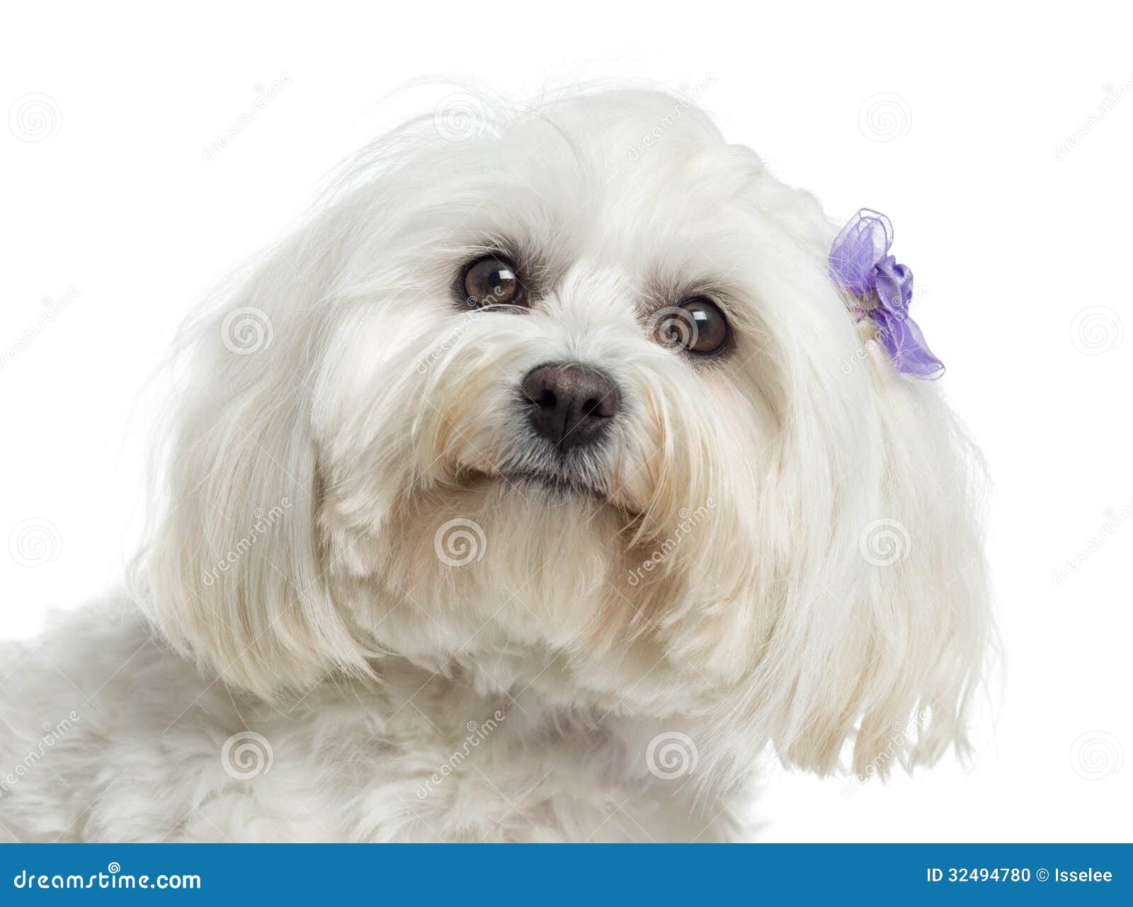 Close Up of a Maltese, Isolated Stock Photo - Image of maltese, closeup ...
