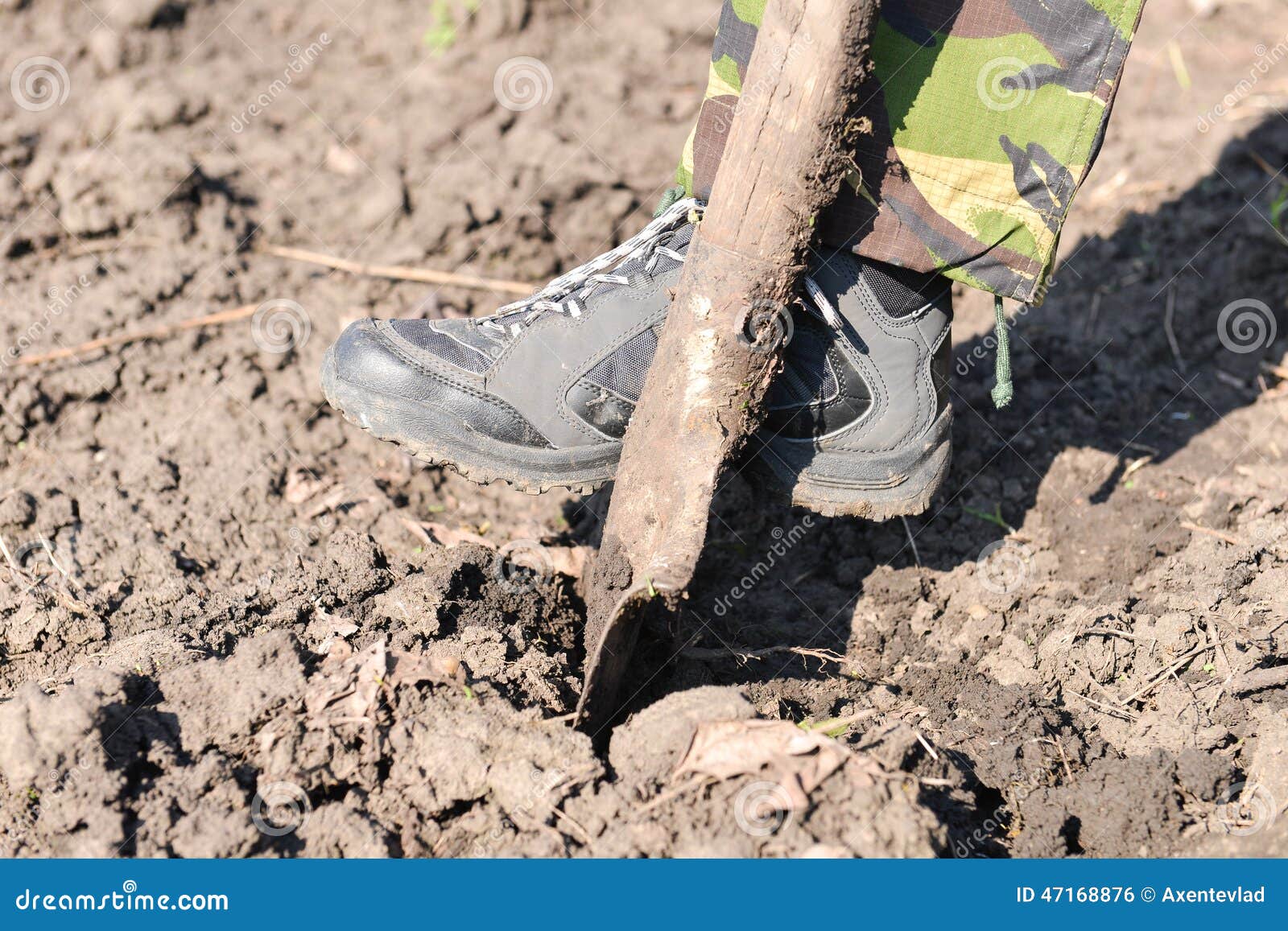 Close Up of Man Digging Spring Soil with Spade, Preparing the Stock ...