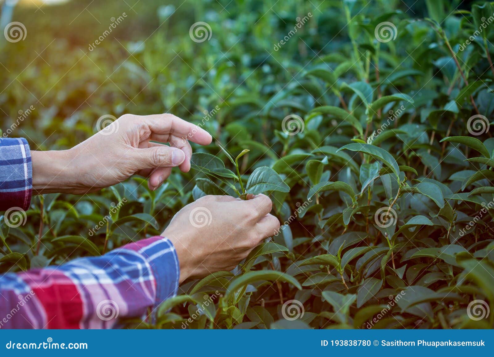 Man Hand Picking Tea Leaves in a Tea Plantation Stock Photo - Image of ...