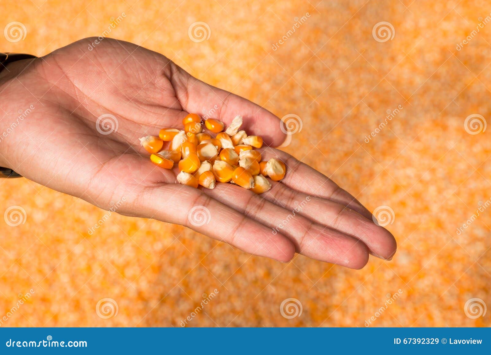 Close-up Man Hands with Grain Corn. Stock Image - Image of hands ...