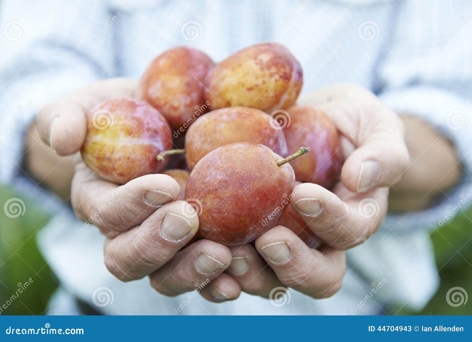 Close Up of Man Holding Freshly Picked Plums Stock Image - Image of ...