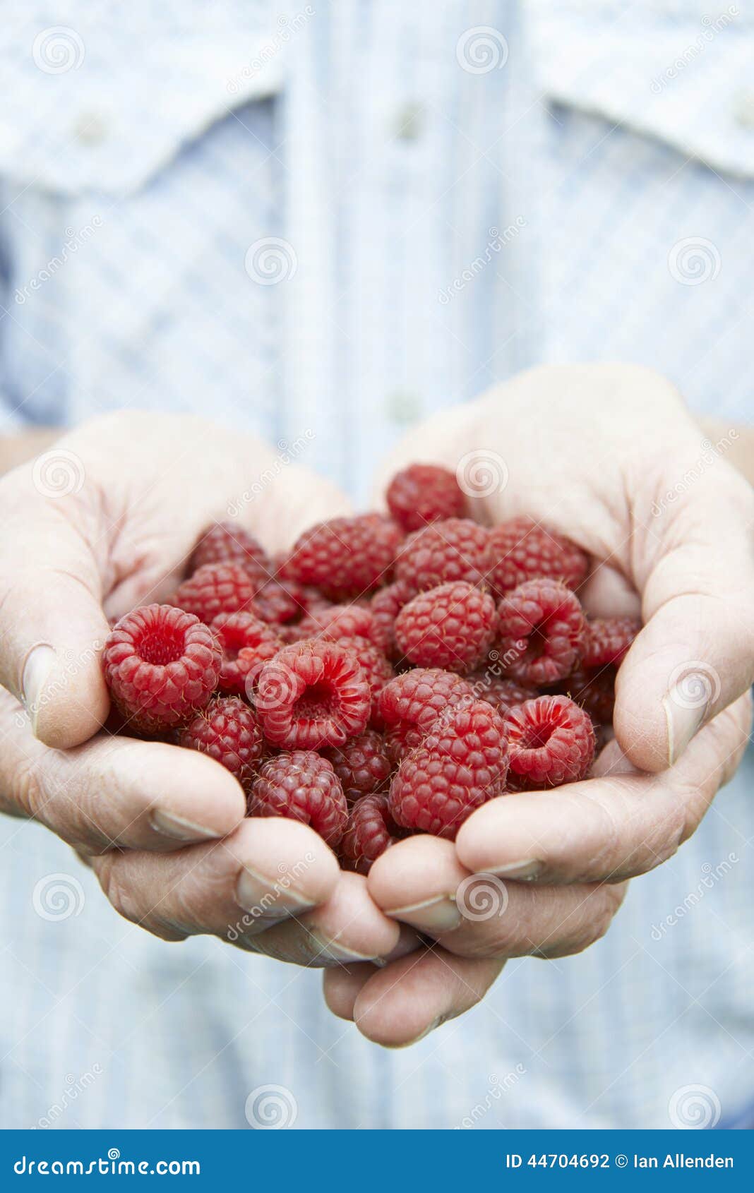 Close Up of Man Holding Freshly Picked Raspberries Stock Photo - Image ...