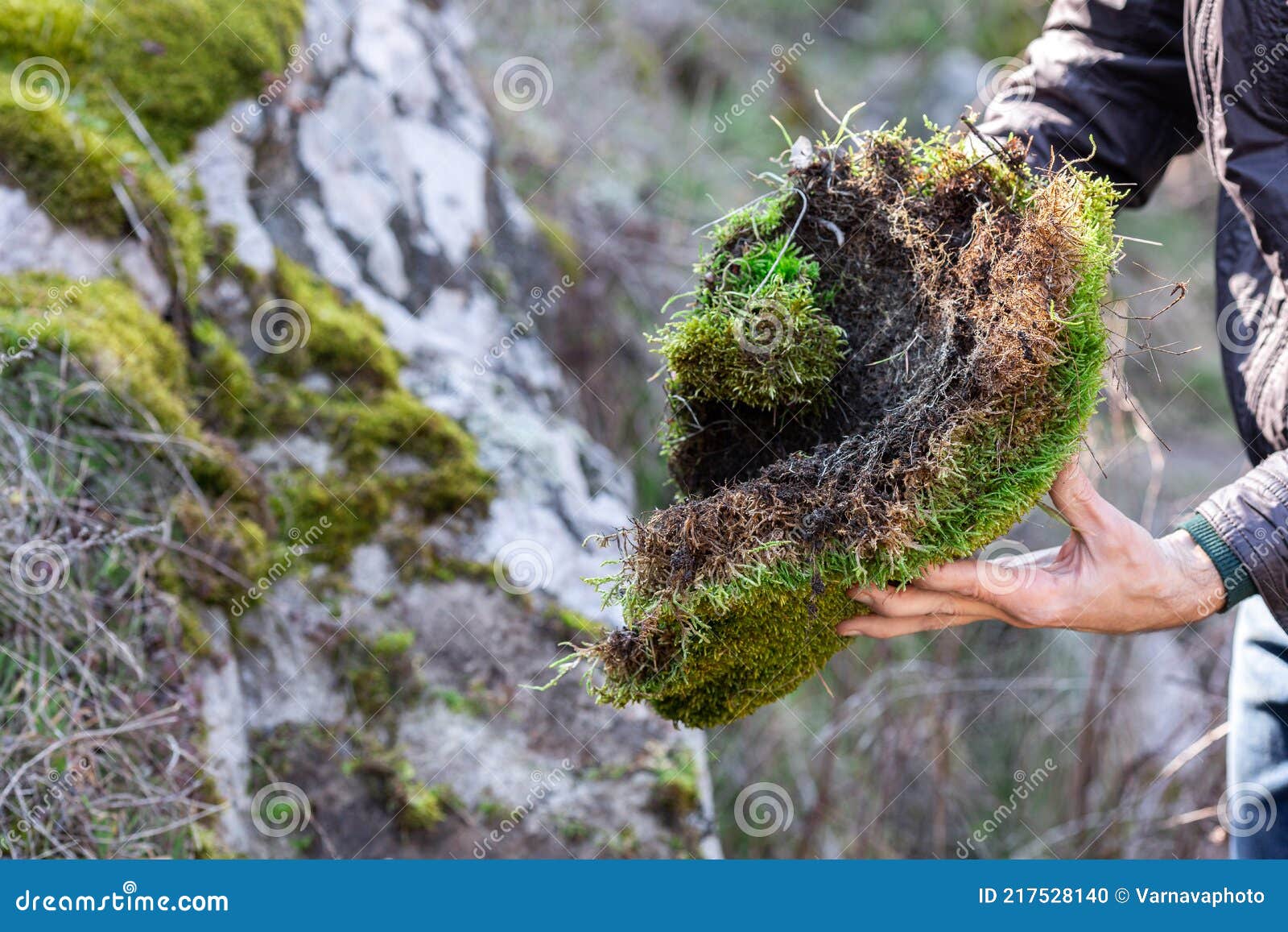 Close-up Man Opens Moss from a Cliff Stock Photo - Image of lichen ...