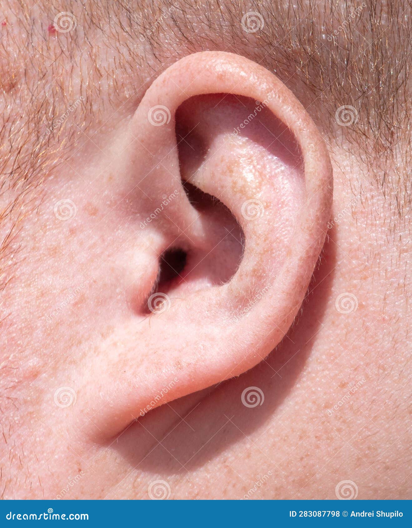 Close-up of a man s ear stock photo. Image of macro - 283087798