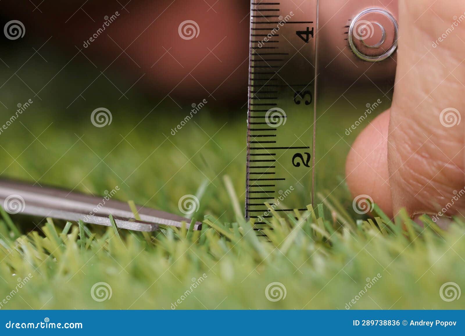 Man Using Measuring Scale while Cutting Grass Stock Photo - Image of ...