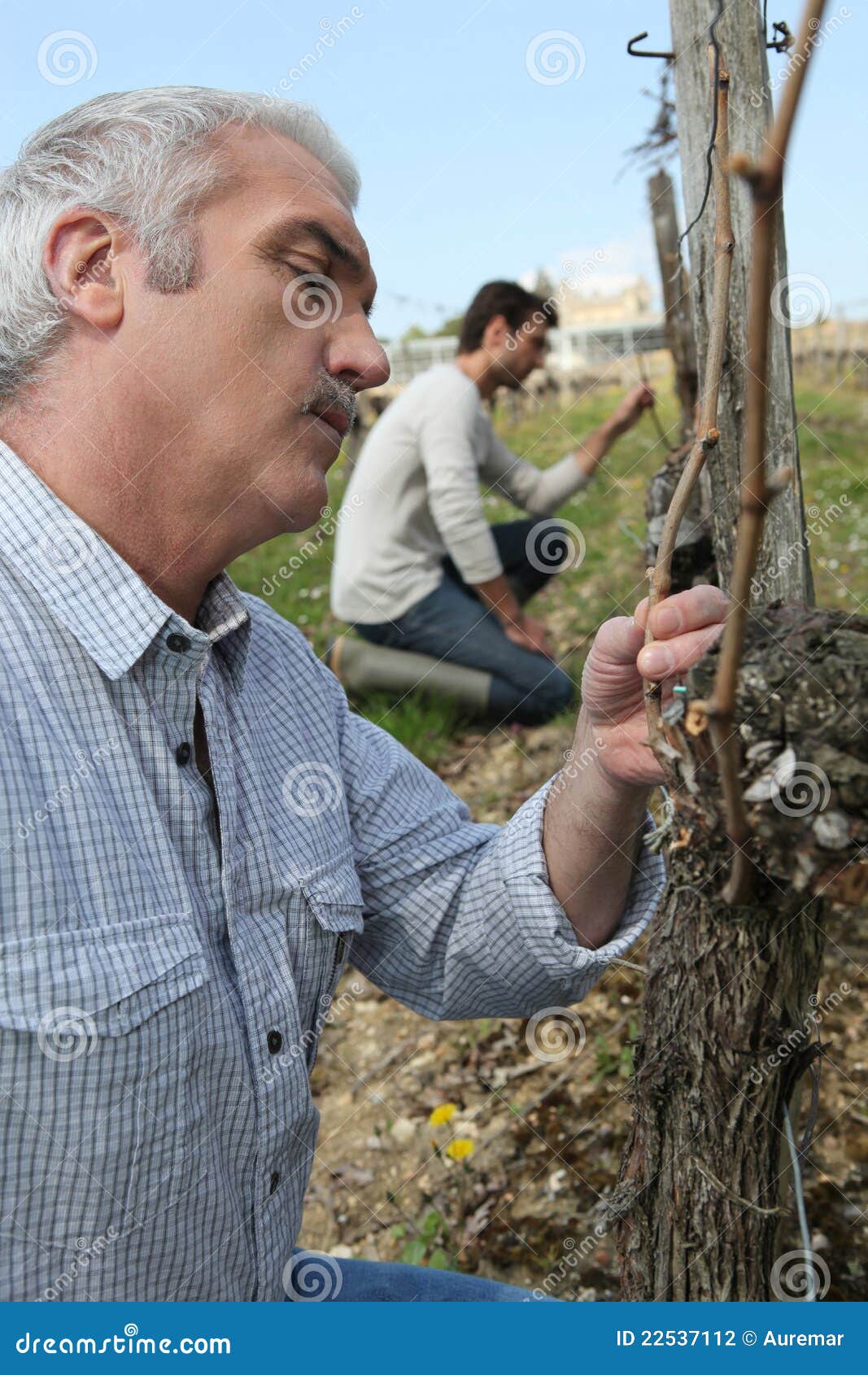 Close-up of man with vine stock photo. Image of familial - 22537112
