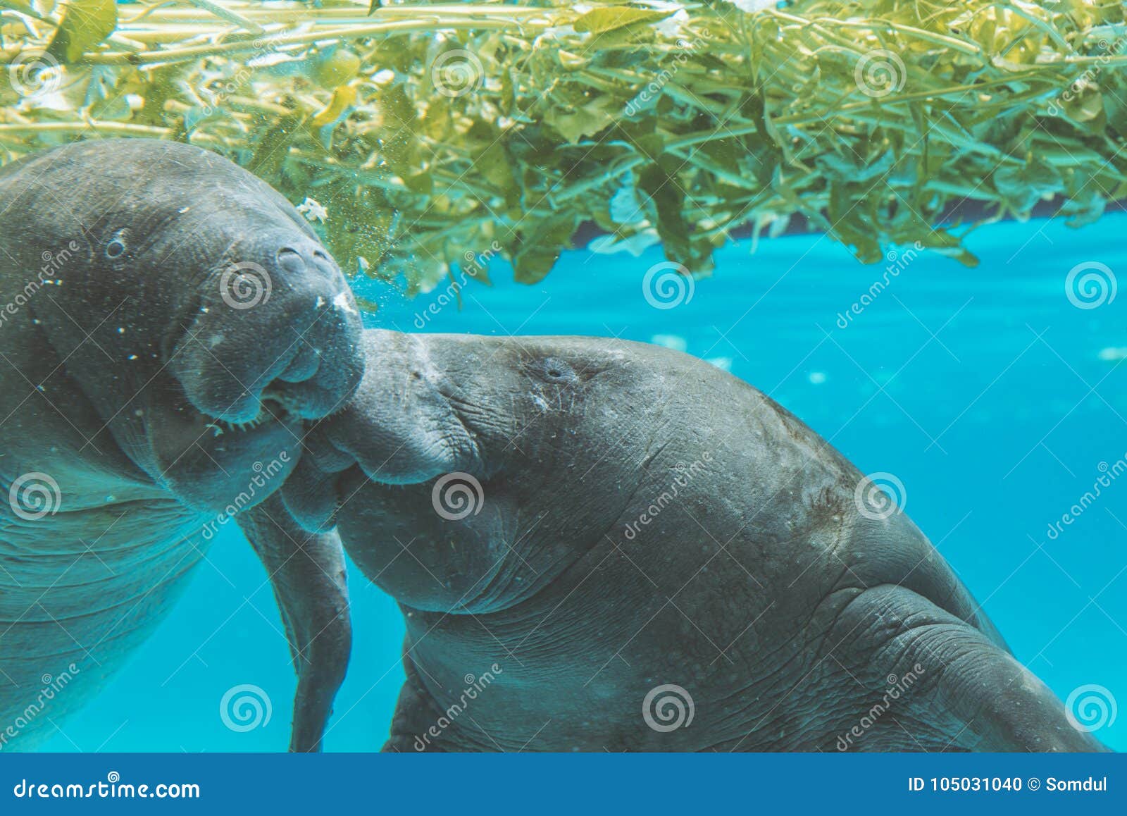 Close Up Manatee Under Water Play Together Stock Photo - Image of ...