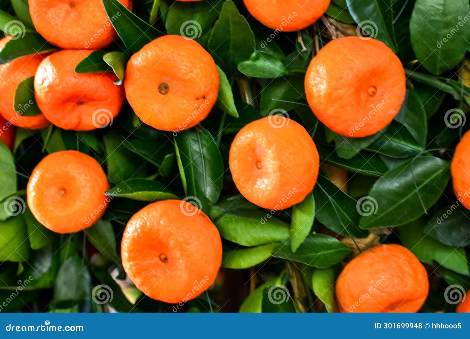 Close-up of the Mandarin Tree. Stock Photo - Image of fruits, mandarin ...