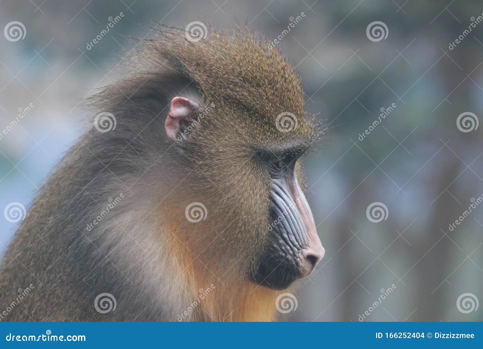 Close up Mandrill Monkey stock photo. Image of monkey - 166252404