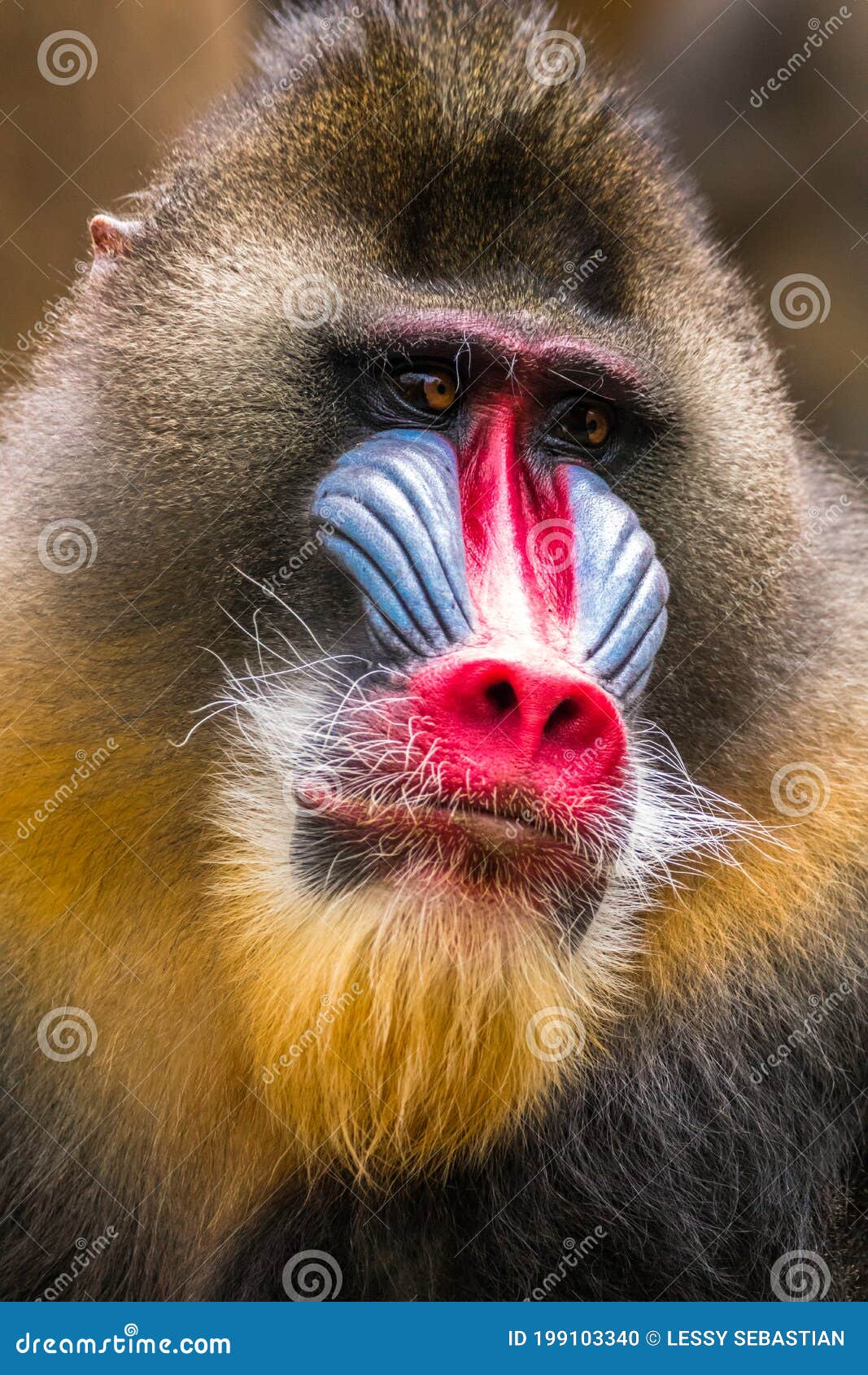 Mandrill Baboon Face