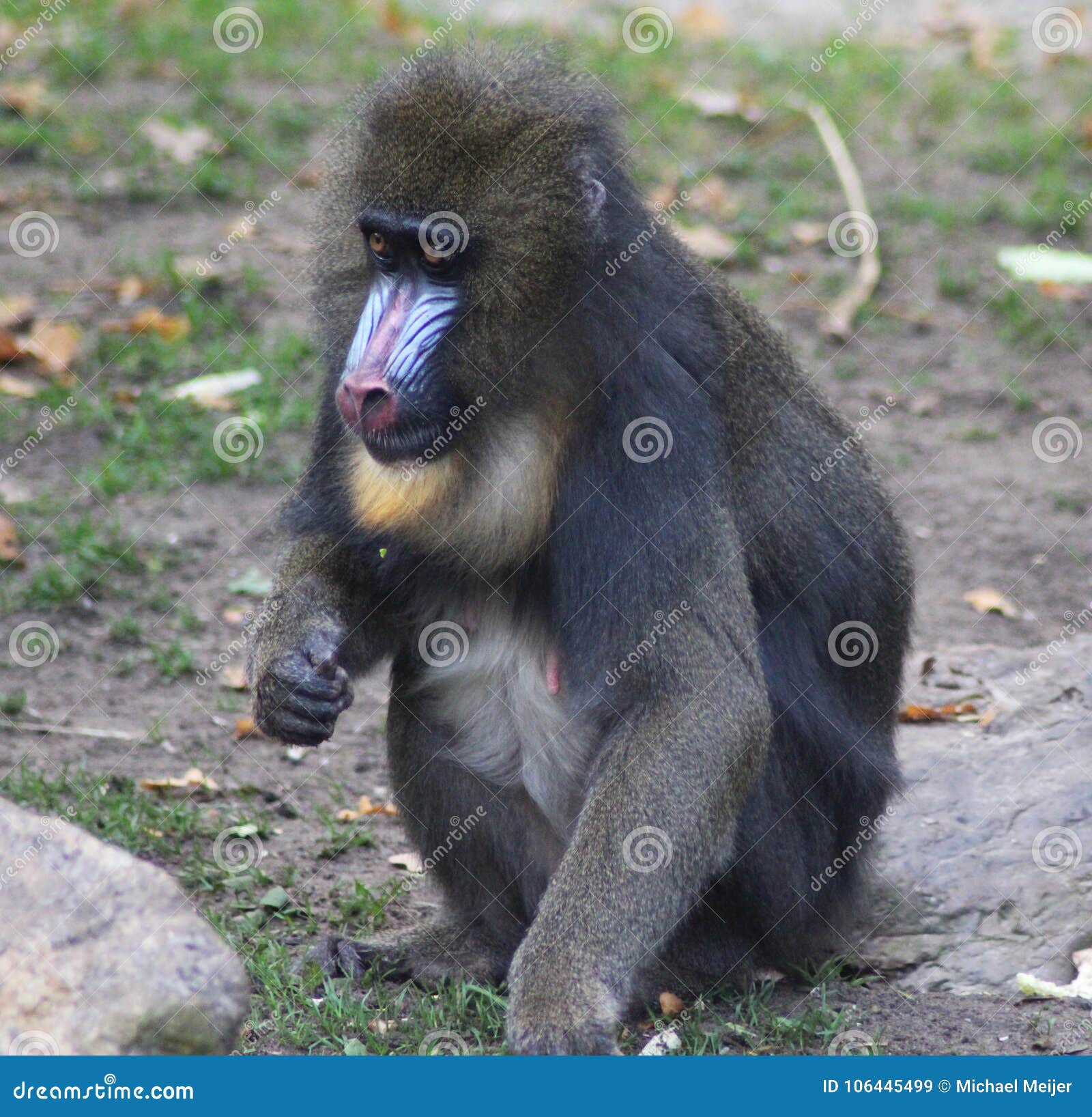 Mandrill, Mandrillus Sphinx Stock Image - Image of close, african ...