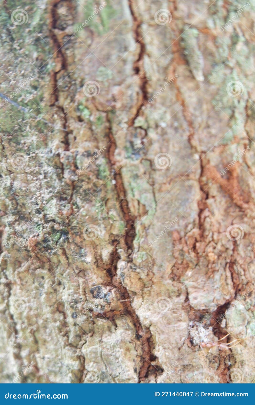 Close Up Mango Bark Trunk Texture Stock Image - Image of trunk ...