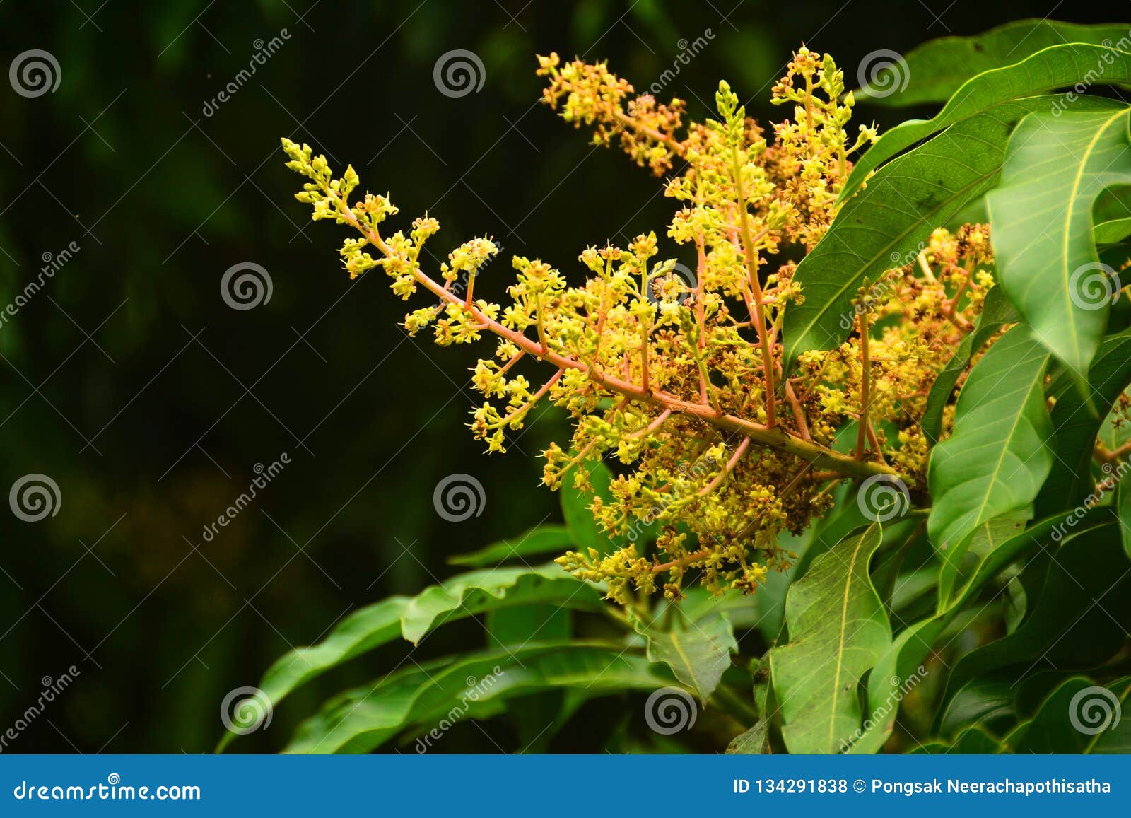 Close up the Mango Flowers stock photo. Image of close - 134291838