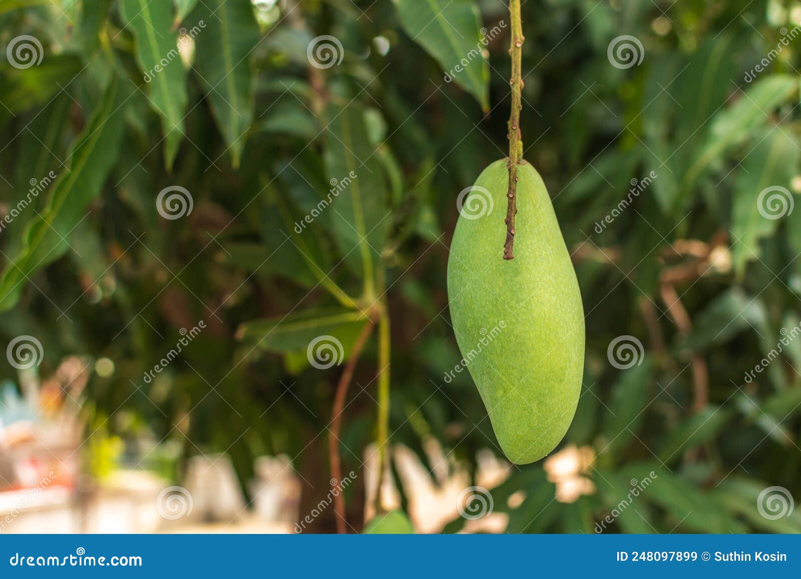 One mango on the tree stock image. Image of tree, happiness - 248097899