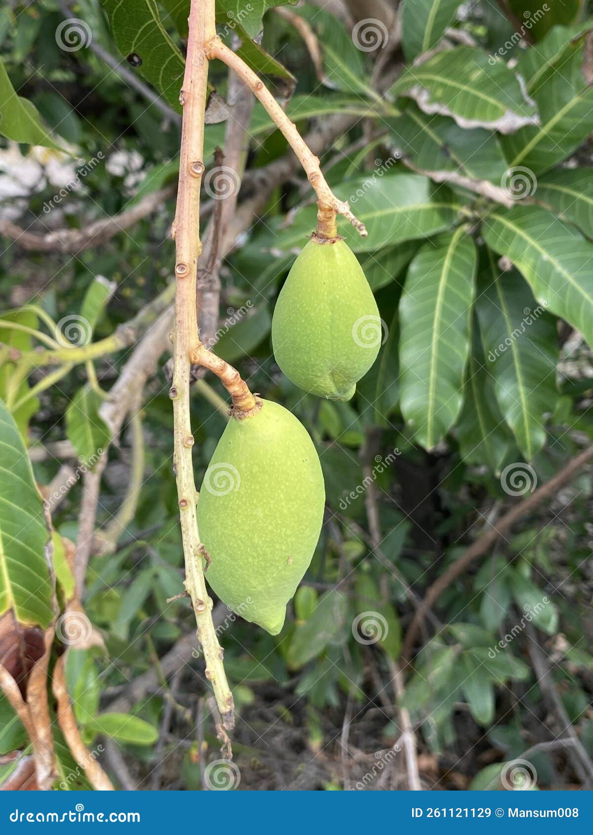 Mango Fruit in Nature Garden Stock Image - Image of nature, fruit ...