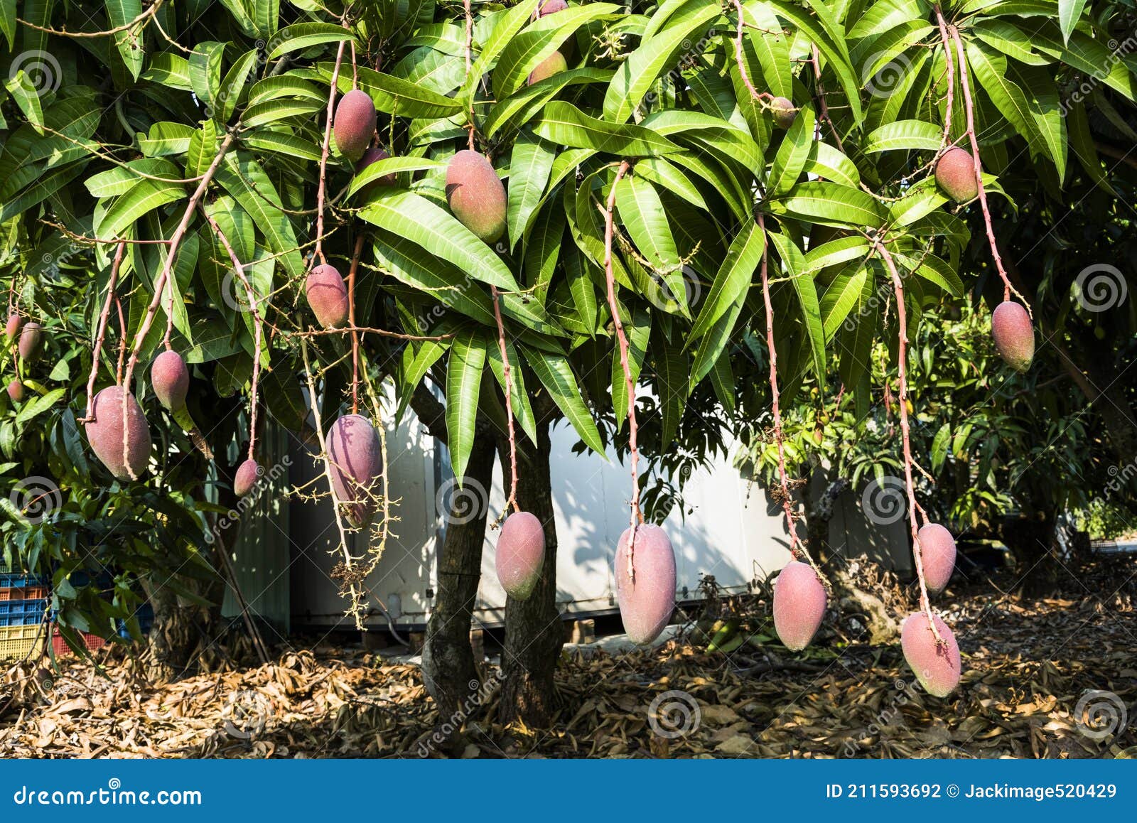 Close-up of Mango Fruits on Mango Tree in Taiwan. Stock Photo - Image ...