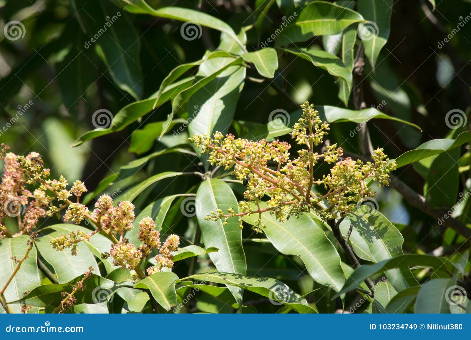 Mango Tree Blossoms of Mango Flower Stock Image - Image of thailand ...
