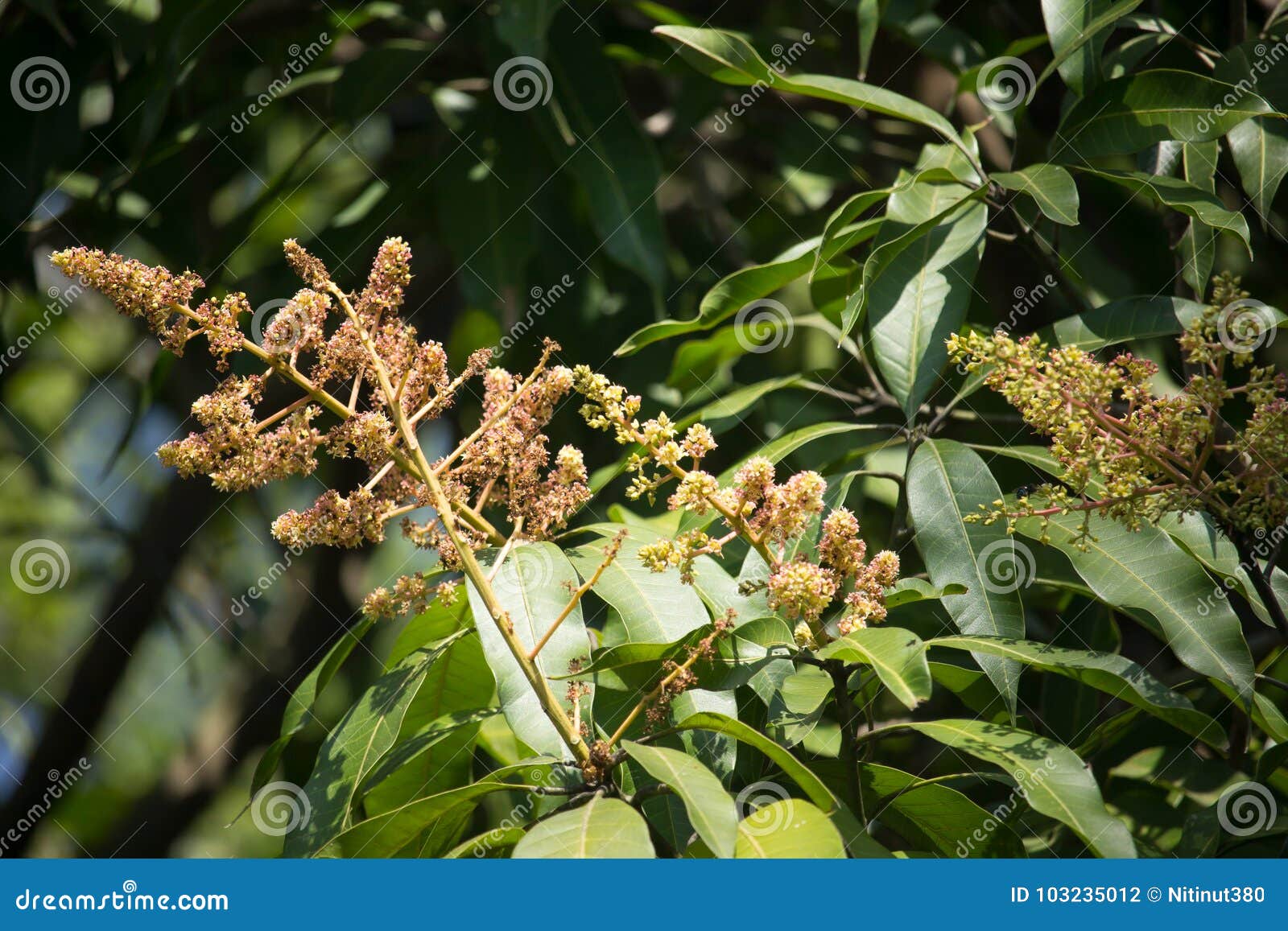 Mango Tree Blossoms of Mango Flower Stock Photo - Image of fruit, flora ...