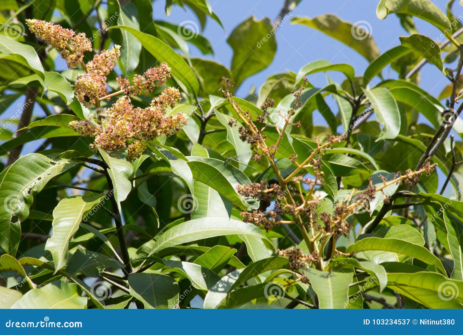 Mango Tree Blossoms of Mango Flower Stock Image - Image of plant, sweet ...