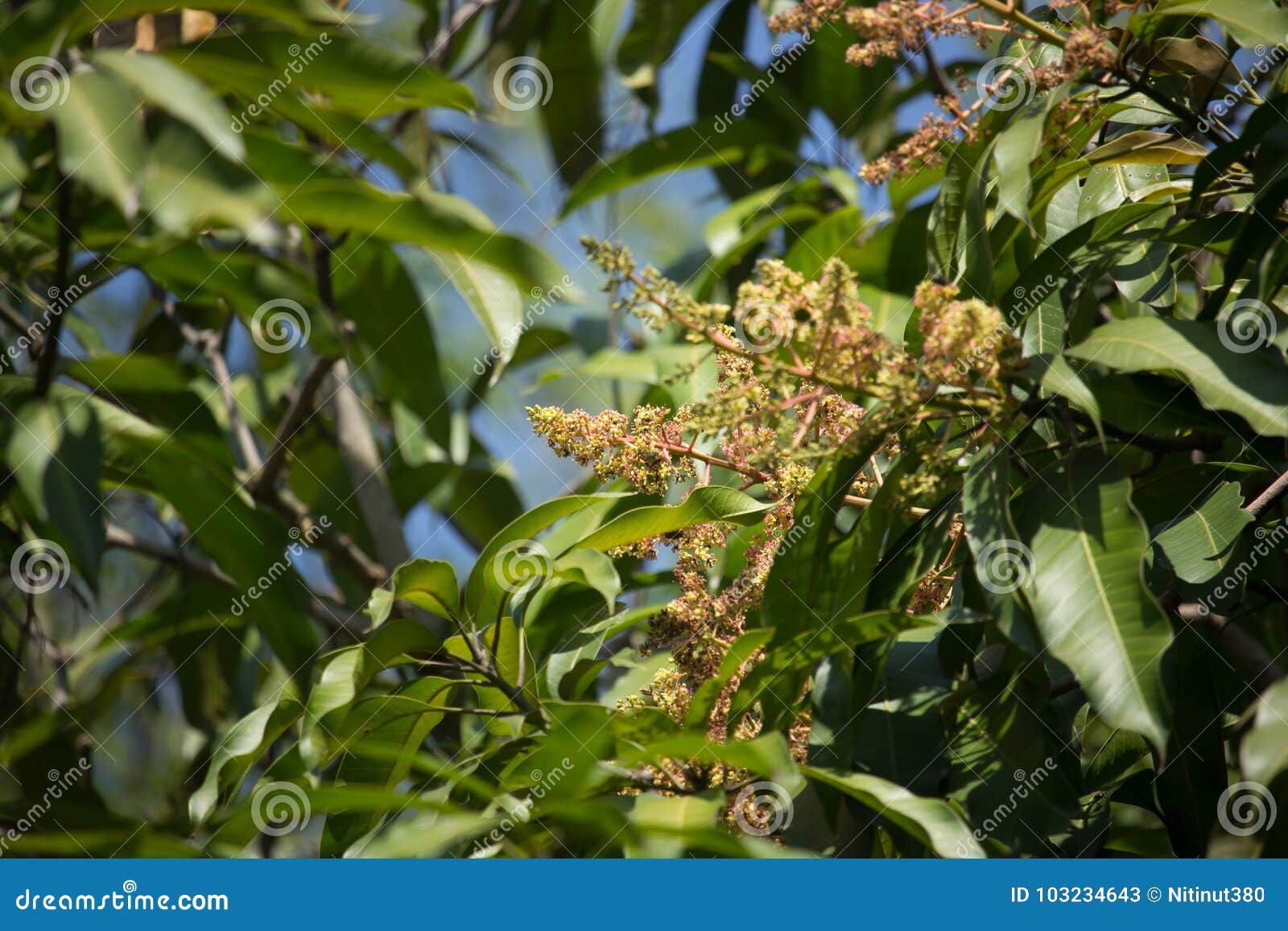 Mango Tree Blossoms of Mango Flower Stock Image - Image of vegetation ...