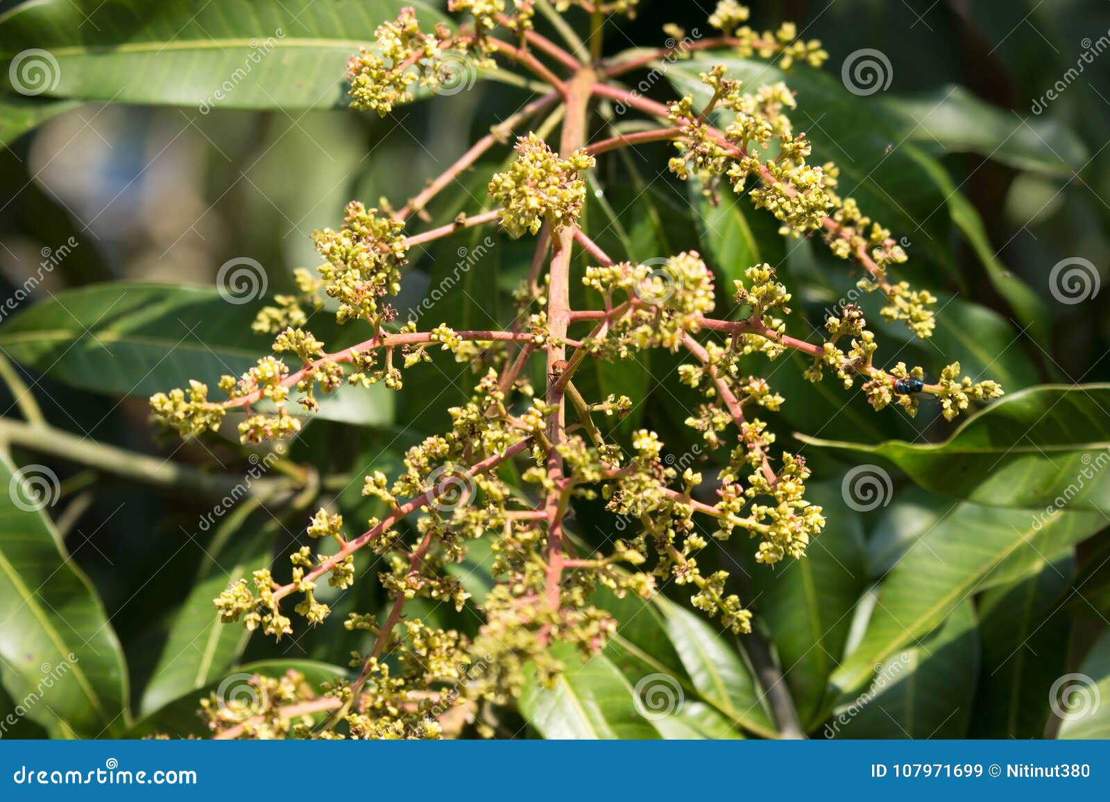 Mango Tree Blossoms of Mango Flower Stock Image - Image of tropical ...