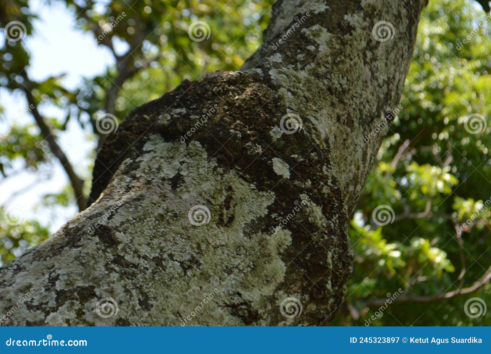 Close Up Mango Tree Trunk in the Field on Sunny Day Stock Image - Image ...