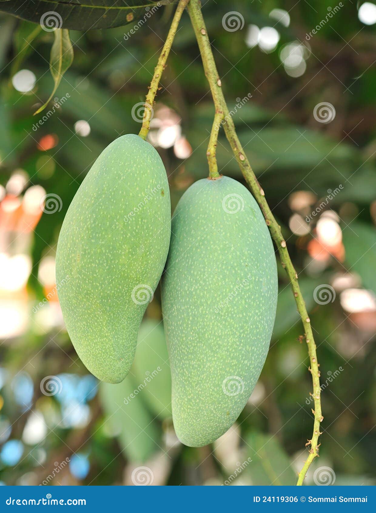 Close-up of Mangoes on the Branch Stock Photo - Image of round ...