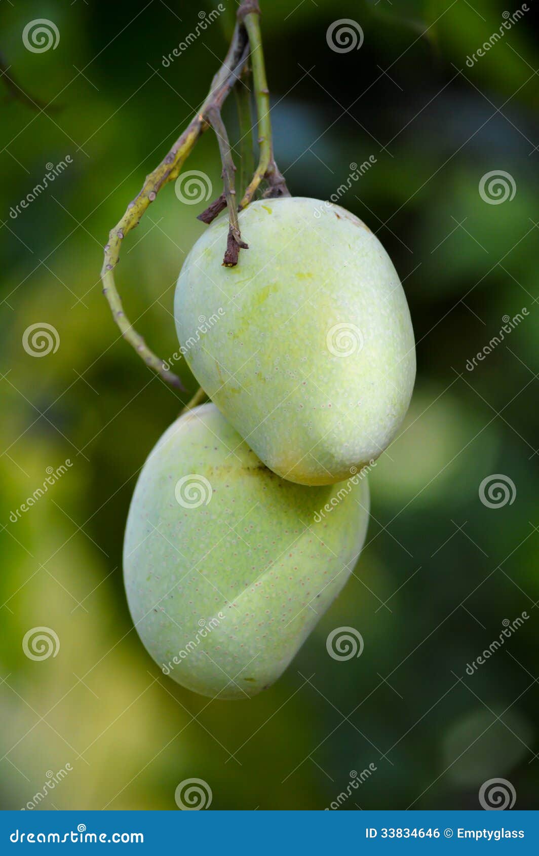 Close-up of mangoes stock photo. Image of farm, garden - 33834646