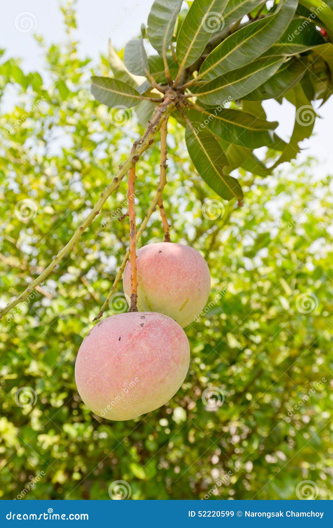 Close-up of Mangoes on the Branch of a Tree with Blurred Background ...