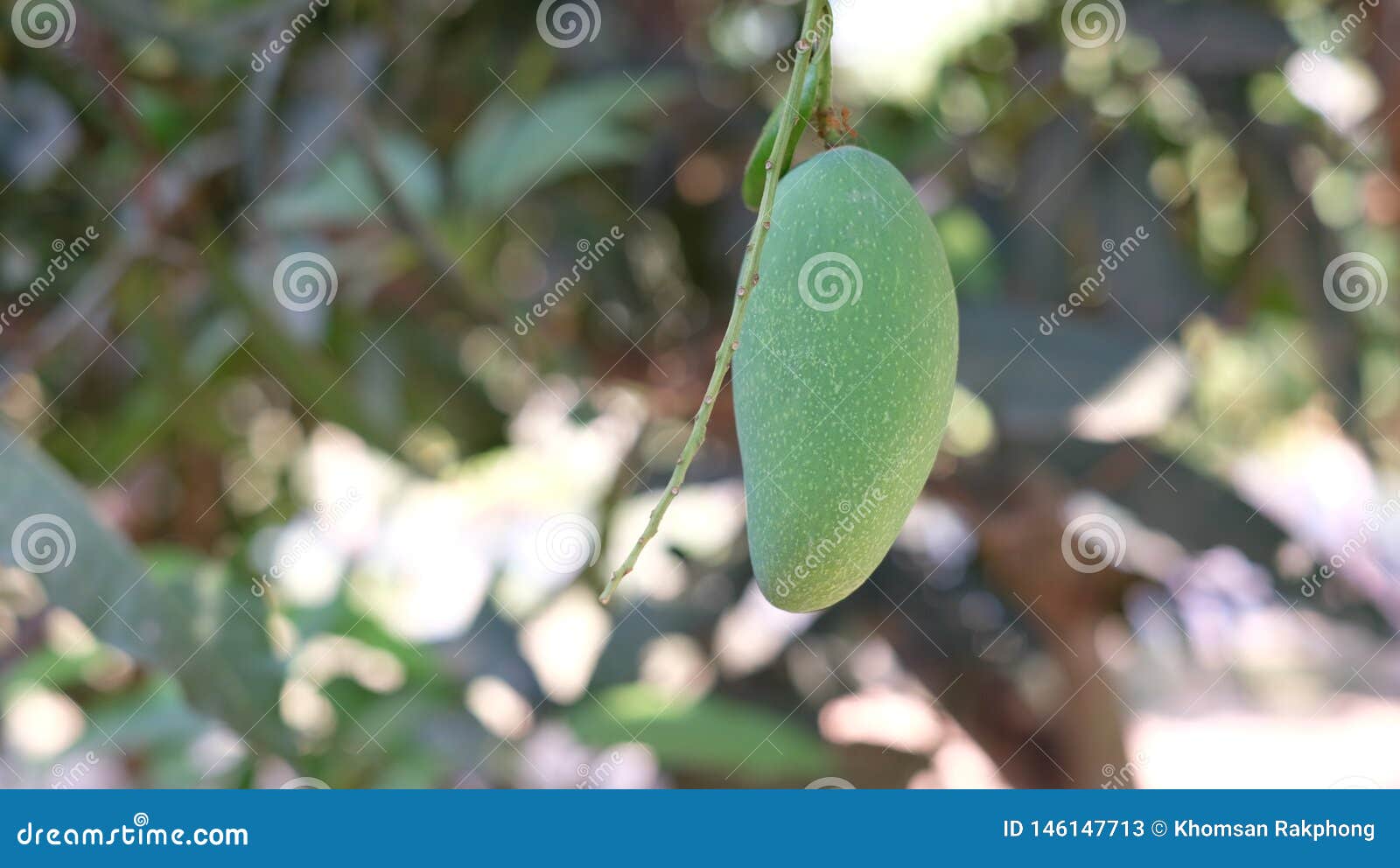 Close-up of Mangoes on the Bunch of Fresh Mangoes Stock Image - Image ...