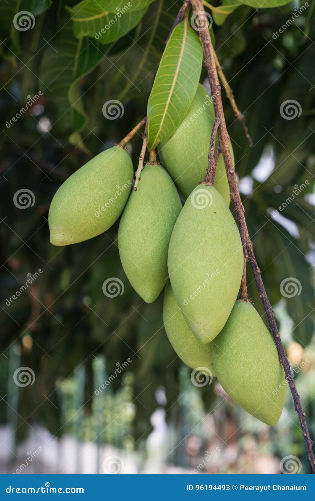 Close Up Mangoes on Mango Tree Stock Image - Image of agriculture ...