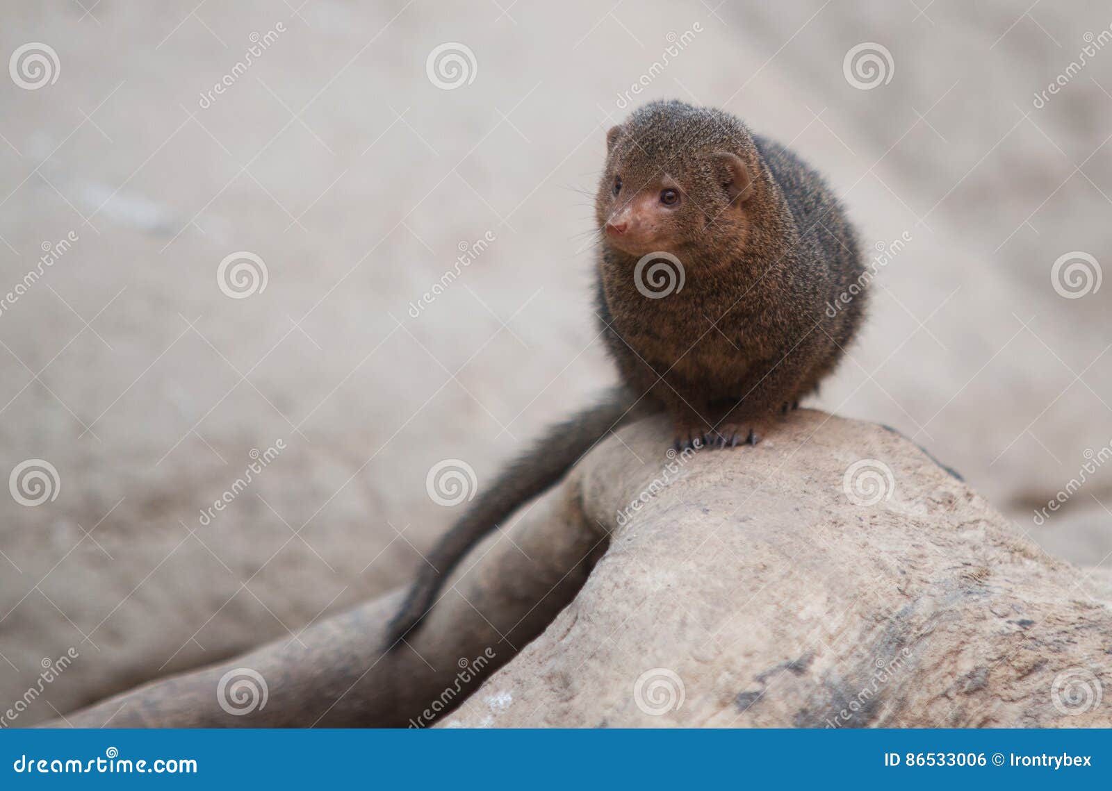 Close Up on Mangoose Herpestes on the Tree Stock Photo - Image of ...