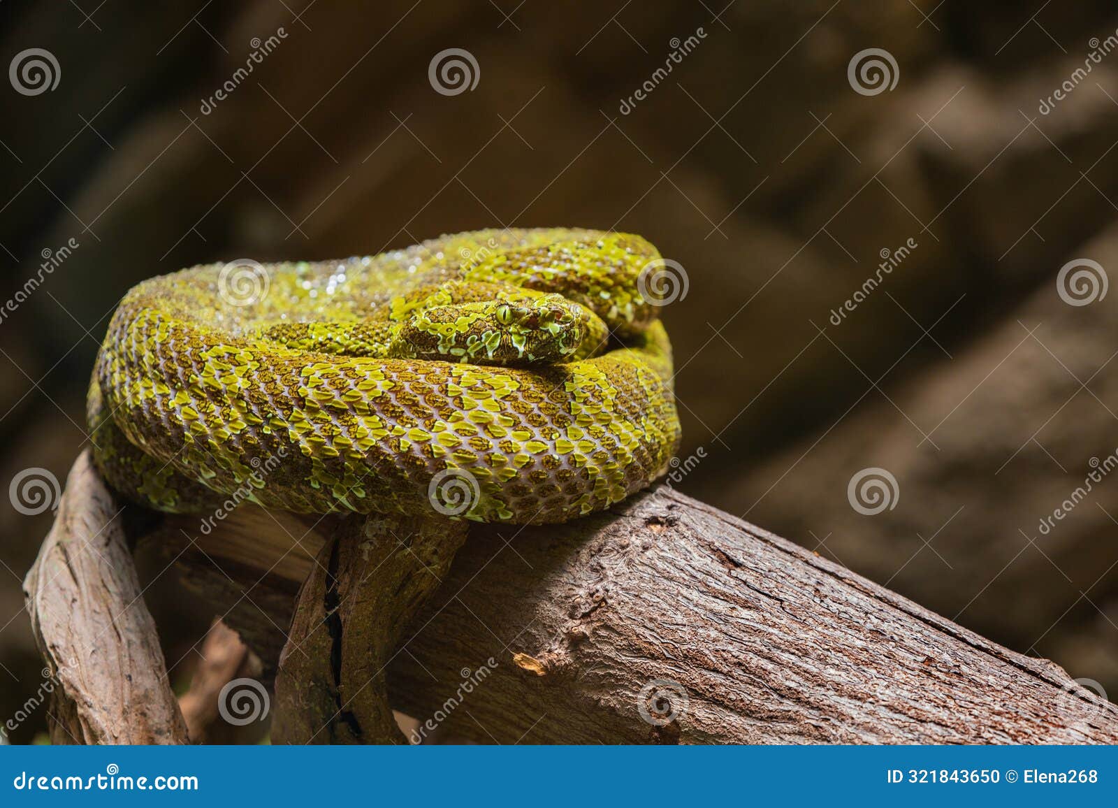 Close-up Mangshan Pit Viper Protobothrops Mangshanensis Stock Photo ...