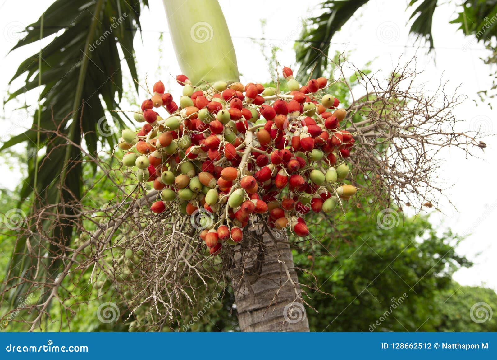 Manila Palm Fruits. Royalty-Free Stock Photo | CartoonDealer.com #130041003