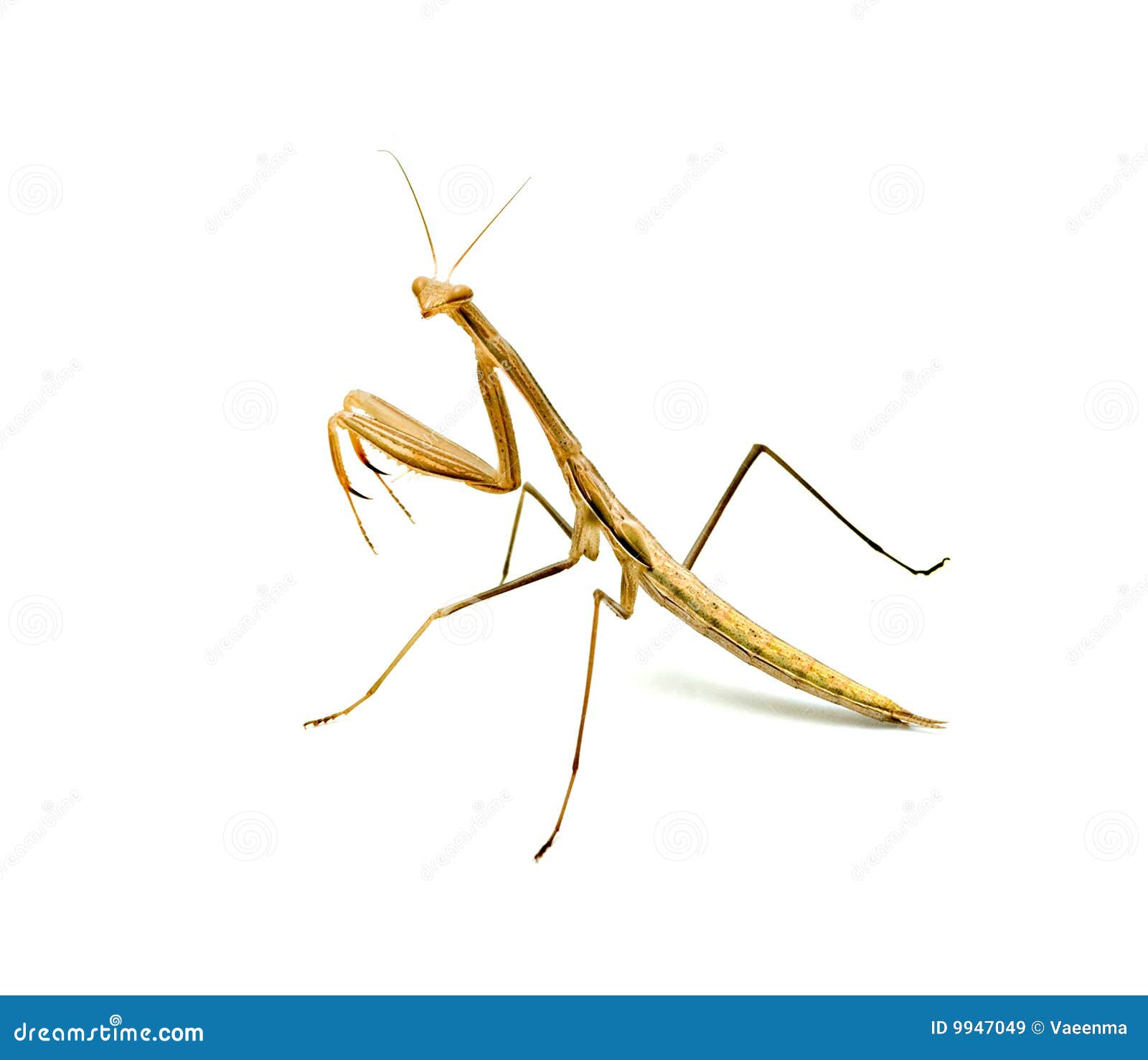 Close up of mantis stock image. Image of isolated, close - 9947049