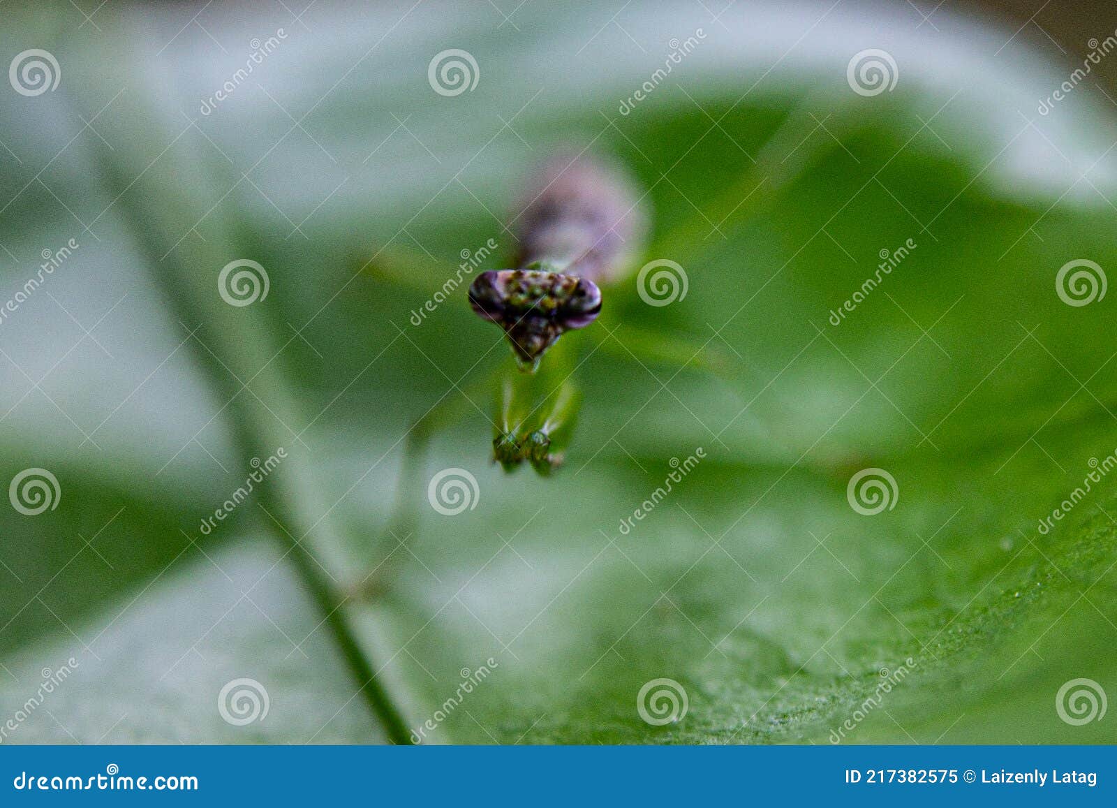 Close-up mantis face stock image. Image of nature, grass - 217382575