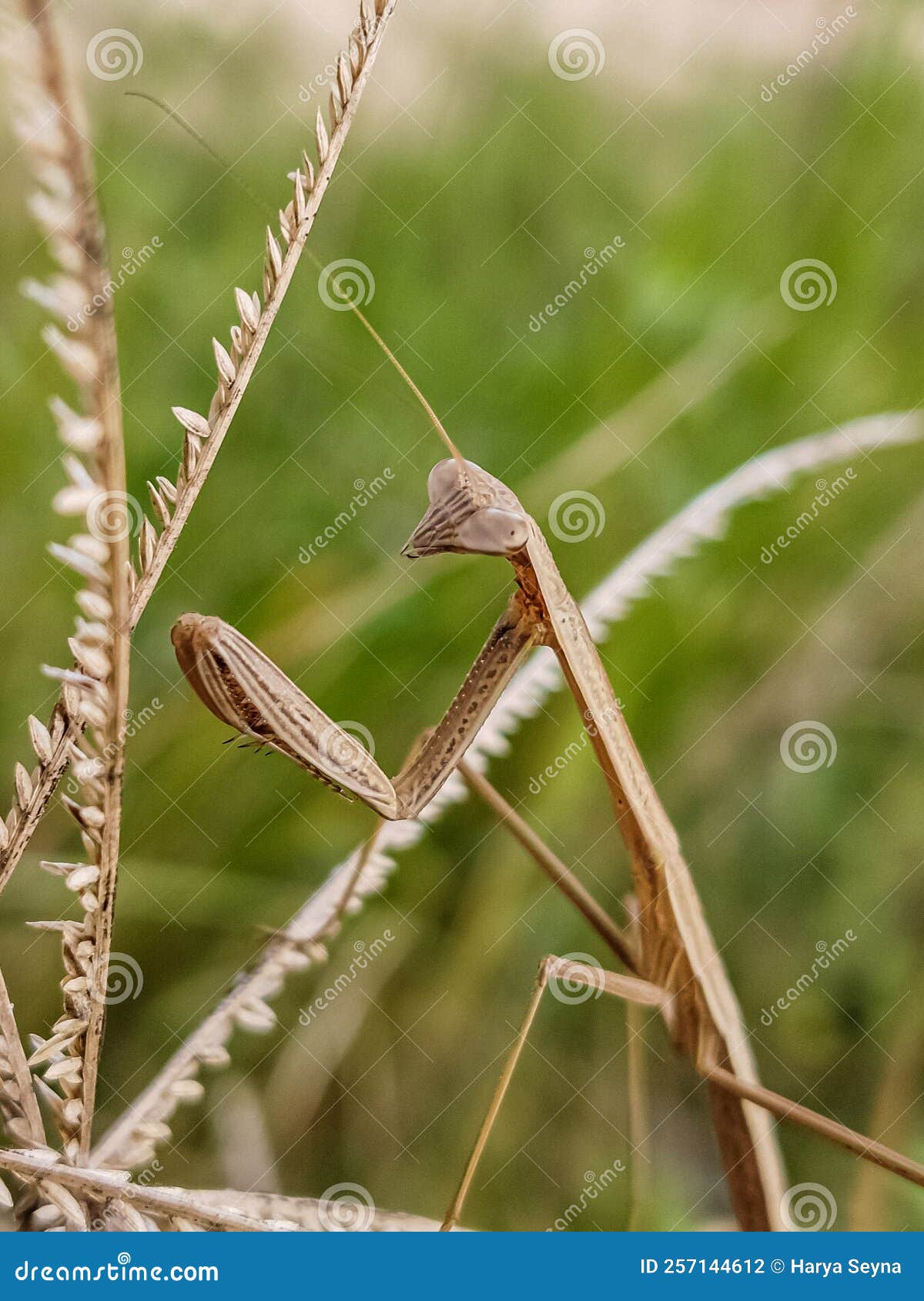 Close-up of Mantis on Grass Stock Photo - Image of close, macro: 257144612