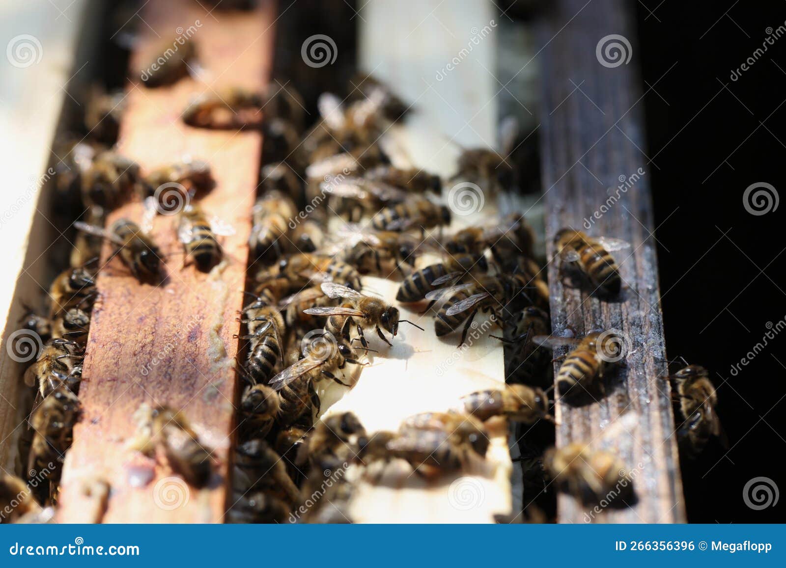 Close Up of Many Bees on Wooden Beehive. Stock Photo - Image of home ...