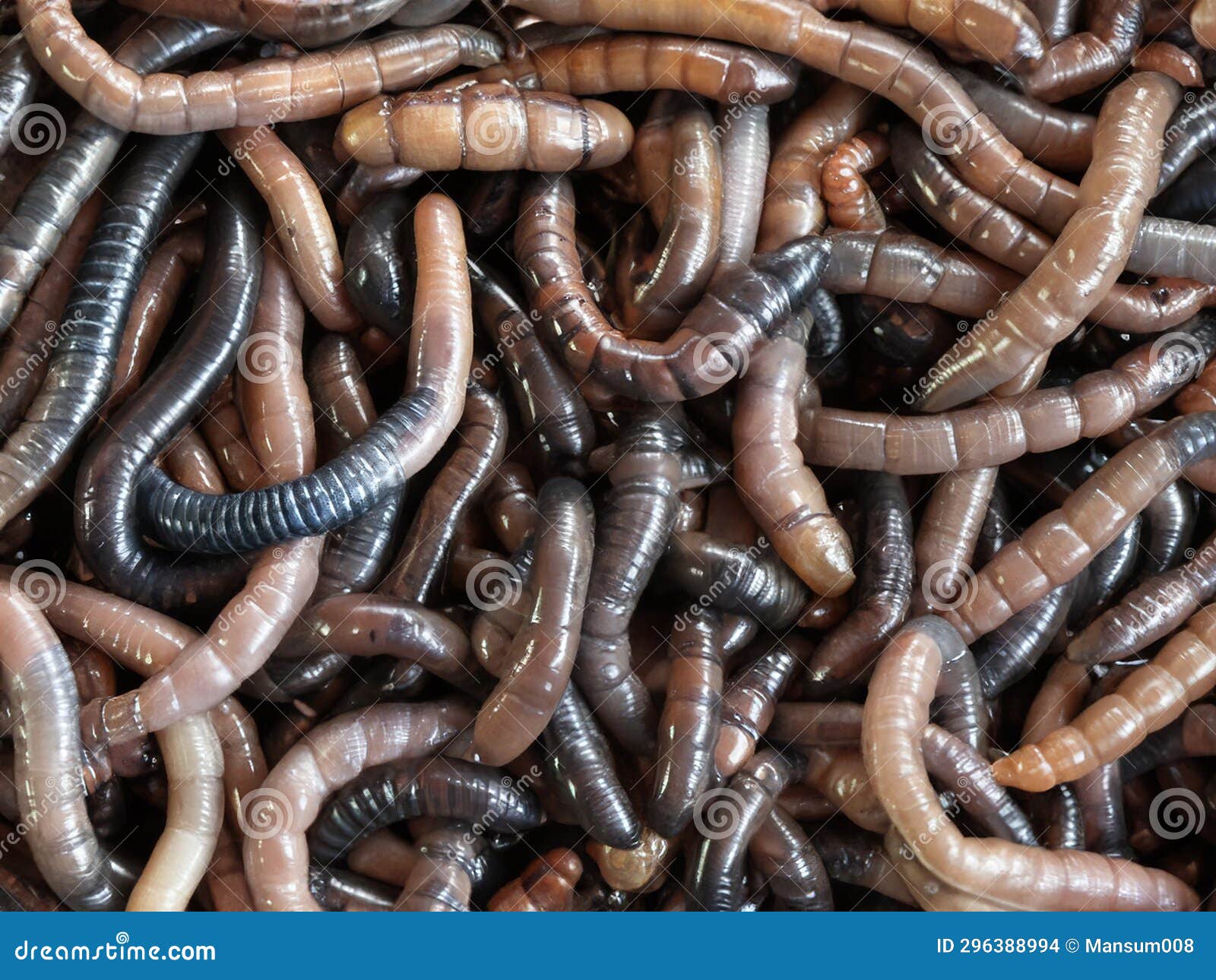 Many Black Earthworms Background Stock Photo - Image of wild, black ...