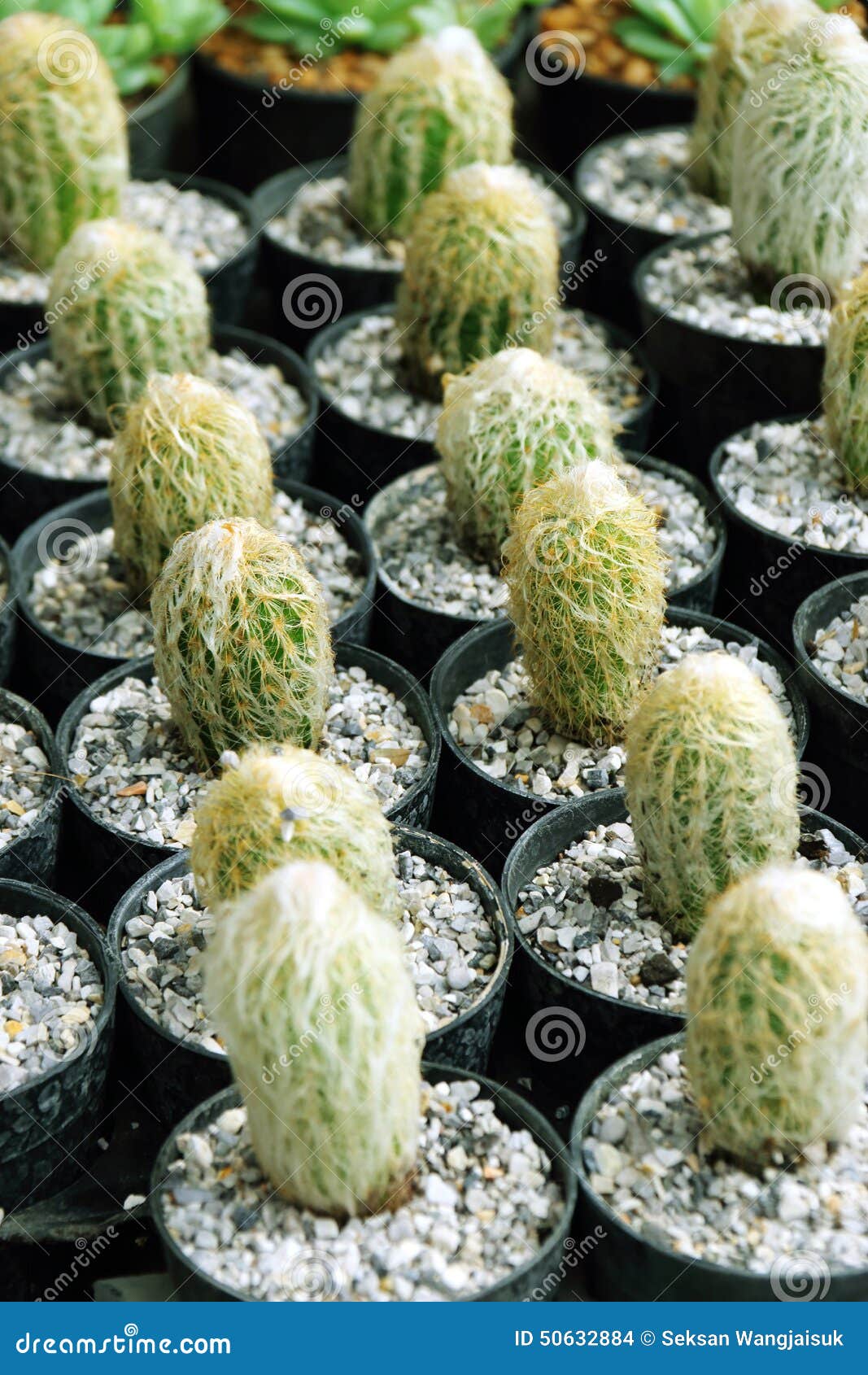 Close up many cactus stock photo. Image of cactus, flowerpot - 50632884